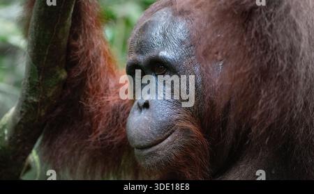 Bornean Orangutan (Pongo pygmaeus) photographed in Tanjung Puting ...