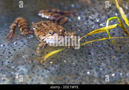European Common brown Frog in latin Rana temporaria grass frog Stock ...