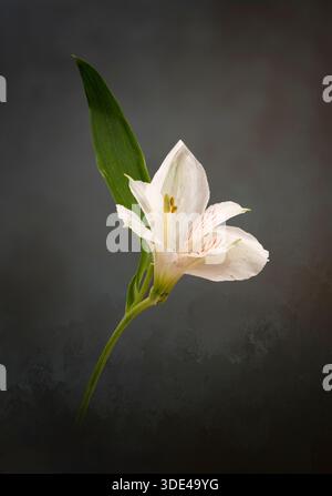 Beautiful Alstroemeria flowers on grey wooden table Stock Photo - Alamy