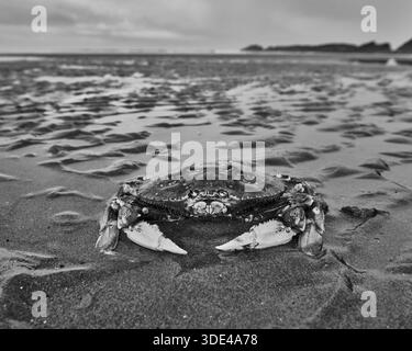 Crab Wades Out During Low Tide Stock Photo - Alamy