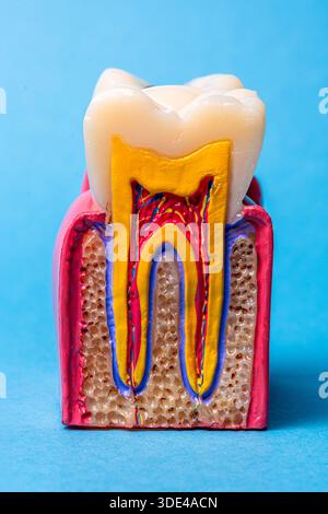 Dental anatomy model showing cross section of human tooth Stock Photo ...