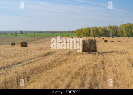 Vast field with hay bales, trees, and mountains under a clear blue sky ...