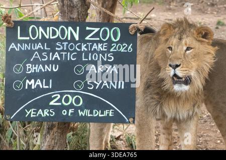 Asiatic Lions being counted during London Zoo’s Annual Stocktake 2026 ...