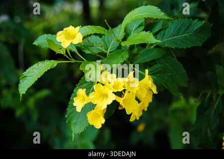 Close-up of vibrant yellow trumpetbush flowers blooming on a lush green ...