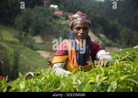 RWANDA, NYABIHU on December 1, 2025. Rwandan women harvest tea leaves ...