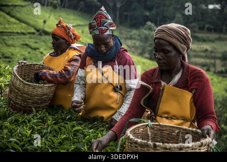 RWANDA, NYABIHU on December 1, 2025. Rwandan women harvest tea leaves ...