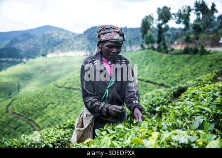 RWANDA, NYABIHU on December 1, 2025. Rwandan women harvest tea leaves ...