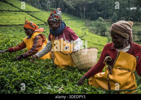 RWANDA, NYABIHU on December 1, 2025. Rwandan women harvest tea leaves ...