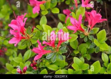 Rhododendron x obtusum - Japanese azalea Stock Photo - Alamy