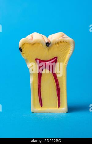 Dental molar cross section model showing enamel, dentin, pulp and an ...