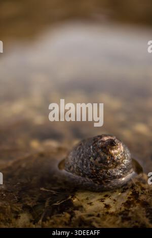 Common Periwinkle (Littorina littorea) Mollusca Stock Photo - Alamy