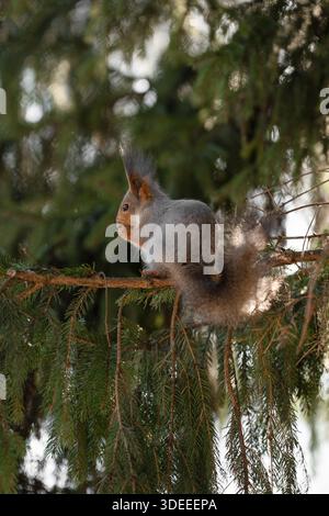 Vertical shot of a brown squirrel standing on a wooden bench against a ...