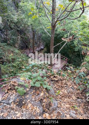 Steep wooden steps descend through fog-bound evergreens, orange plastic ...