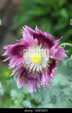 The Turkish poppy is a perennial, herbaceous plant and reaches stature ...