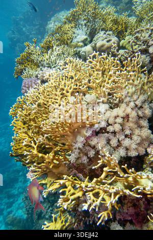 Coral reef with yellow fire coral at the bottom of tropical sea ...