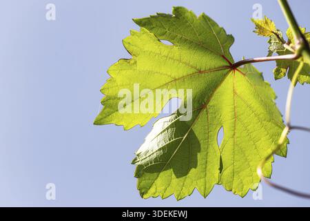 A large grape leaf shines through in the sun Stock Photo - Alamy