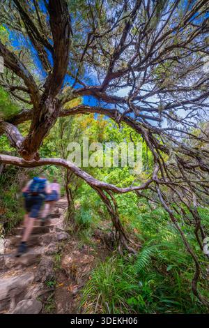 Levada das 24 Fontes, Levada do Risco, Mountain Footpath, Irrigation ...