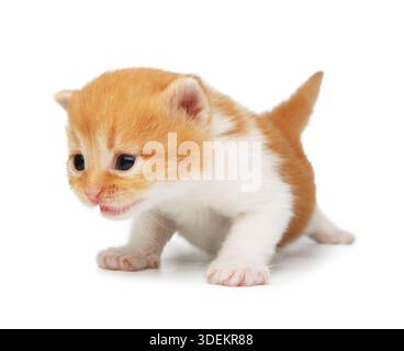 kitten orange-red small, a cat with cell phone black on table polished ...