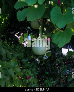 Calabash Lagenaria siceraria, also known as bottle gourd, white ...