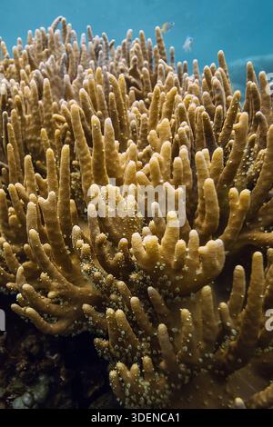 Close up on beautiful corals at Batu Bolong Island, Komodo Island ...