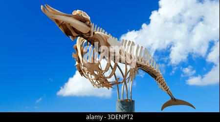 Preserved whale skeleton (Cuvier's beaked whale - ziphius caviostris ...