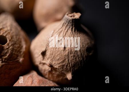 Quercus Infectoria Nutgalls Used In Traditional Medicine And Ink ...
