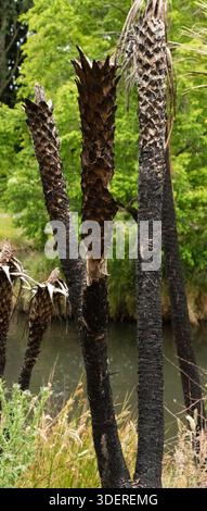 Blackened bark of New Zealand cabbage trees indicating possible Sudden ...