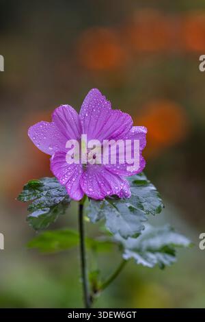 purple mallow with drops of rain on it after storm Stock Photo - Alamy