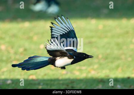 A Magpie flying over the green grass in a park Stock Photo - Alamy