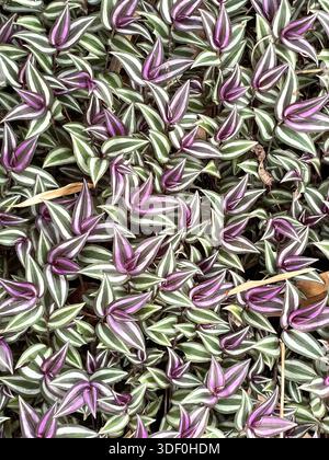 Horizontal background pattern of dense green pinnate compound leaves ...