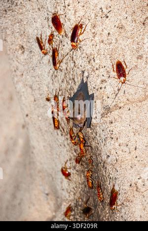 American Cockroach (Periplaneta americana), Insecta, 950台灣台東縣台東市臺東 ...