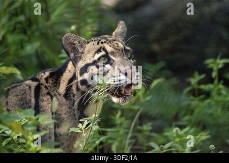 Female adult clouded leopard Neofelis nebulosa is listed as vulnerable ...