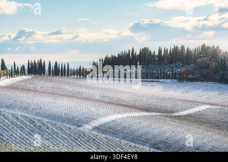 Panorama of Tuscan vineyard covered in fog at the dawn near Castellina ...