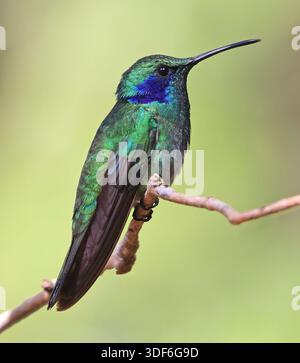 Costa Rica, Monteverde. Lesser violetear aka Green violetear ...