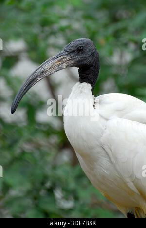 African sacred ibis, Pharaonenibis, Ibis sacré, Threskiornis ...