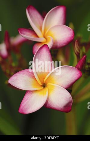 A closeup shot of a Plumeria flower Stock Photo - Alamy
