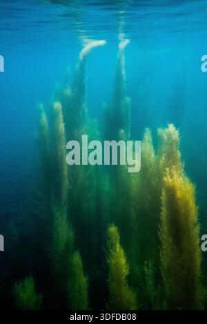 Columns of Plocamium cartilagineum (family Plocamiaceae) bend at the ...