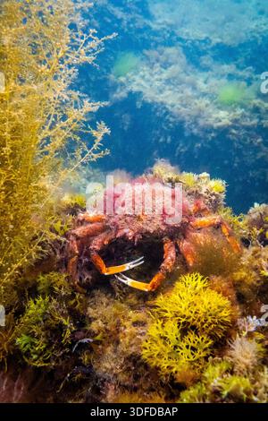 seaweeds, brown algae, macroalgae Stock Photo - Alamy