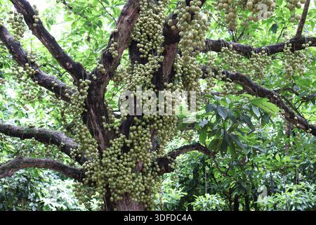 Tasty Baccaurea motleyana on Tree For Harvest Stock Photo - Alamy