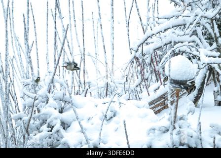 Lindenfels, Germany. 11th Jan, 2026. A blue-tinted winter scene shows a ...
