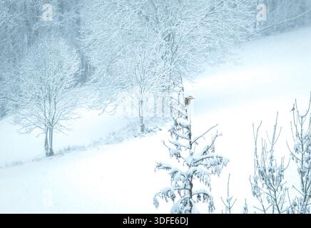 Lindenfels, Germany. 11th Jan, 2026. A blue-tinted winter scene shows a ...