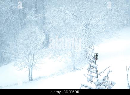 Lindenfels, Germany. 11th Jan, 2026. A blue-tinted winter scene shows a ...