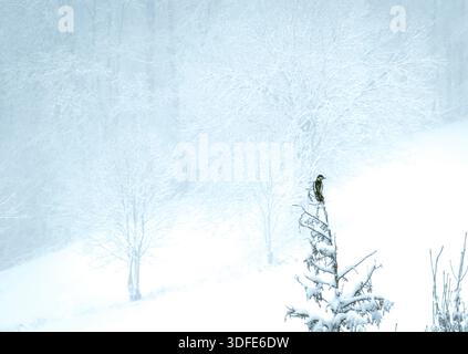 Lindenfels, Germany. 11th Jan, 2026. A blue-tinted winter scene shows a ...