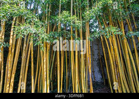 Dense cluster of yellow bamboo stalks with lush green leaves in a ...