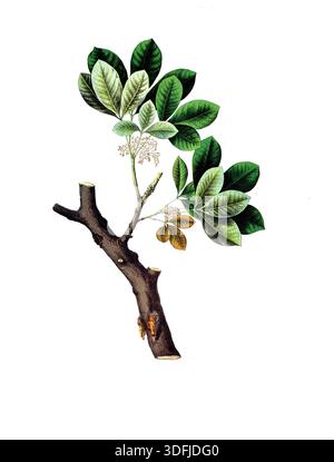 Cultivated plant, rubber tree, Siphonia elastica, illustration by Carl ...