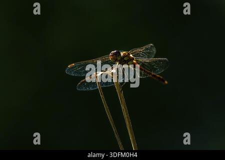 An orange-colored dragonfly is sitting on a tree trunk on a green grass ...