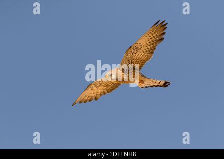 An adult male Lesser Kestrel in flight seen from below against a clear ...