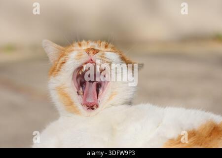 Orange tabby cat yawning wide with open mouth and teeth visible and ...