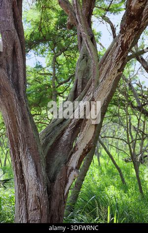 Trees with lichen in the Cypress Swamp at First Landing State Park ...