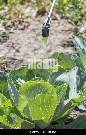 Protecting plant from vermin with pressure sprayer Stock Photo - Alamy